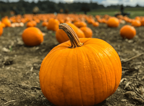 Top Pumpkin Patches & Fall Festivals Near Central GA — 2025 Guide