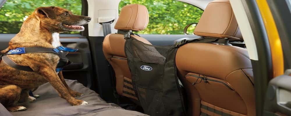 What's the Best Ford Vehicle for Pet Owners? | Wendle Ford